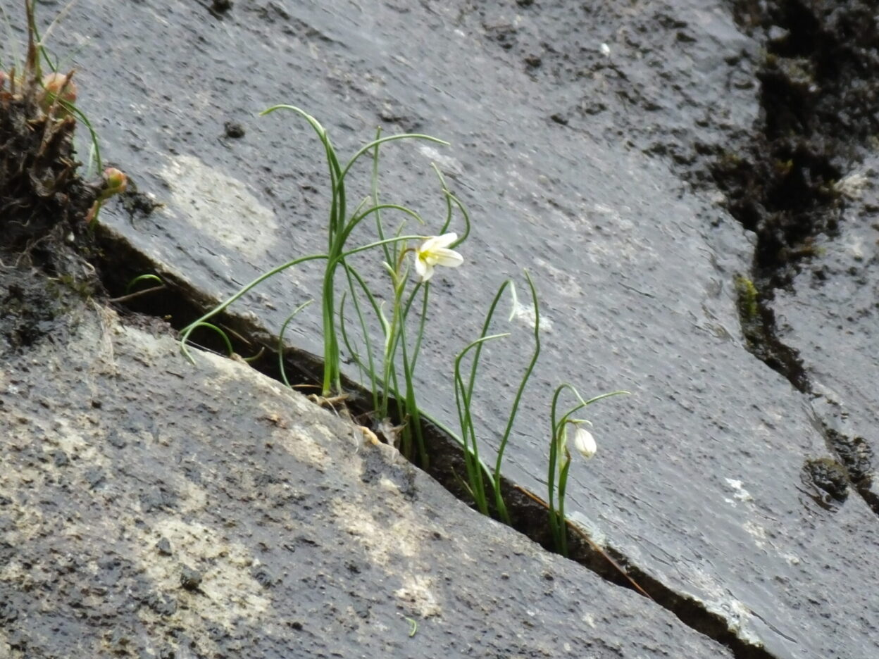 New Sensors Installed To Protect Rare Plants In Eryri - BASE Magazine